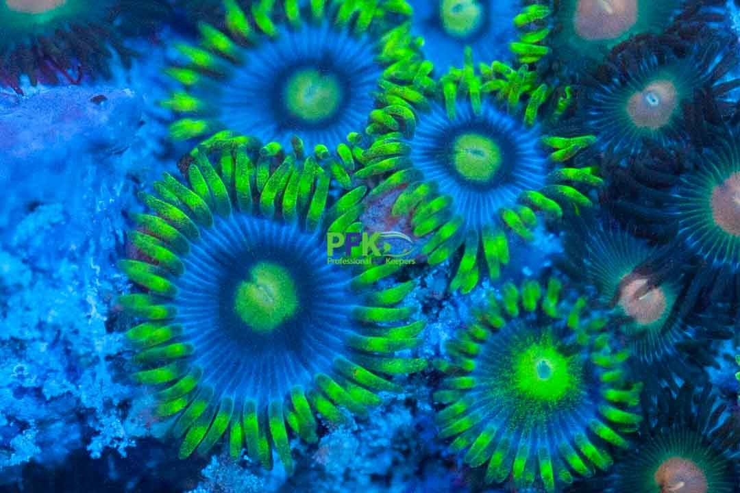 NCF Gamma Ray Zoanthid – Professional Fish Keepers – Portugal