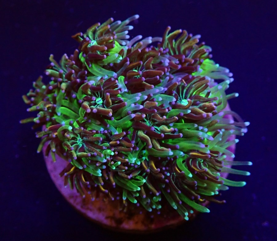 Galaxea spp. (Orange Rainbow) Frag – Professional Fish Keepers – Portugal